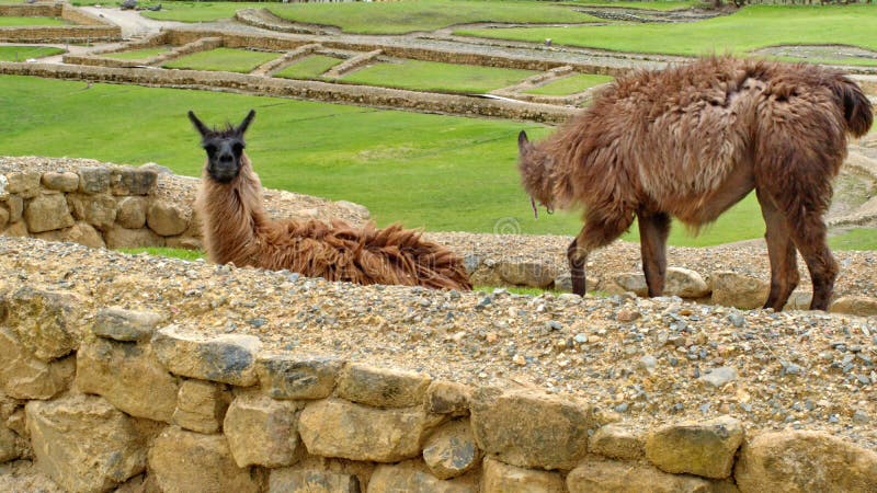 Llama Behind a Stone Wall at Ingapirca Stock Photo - Image of inca ...