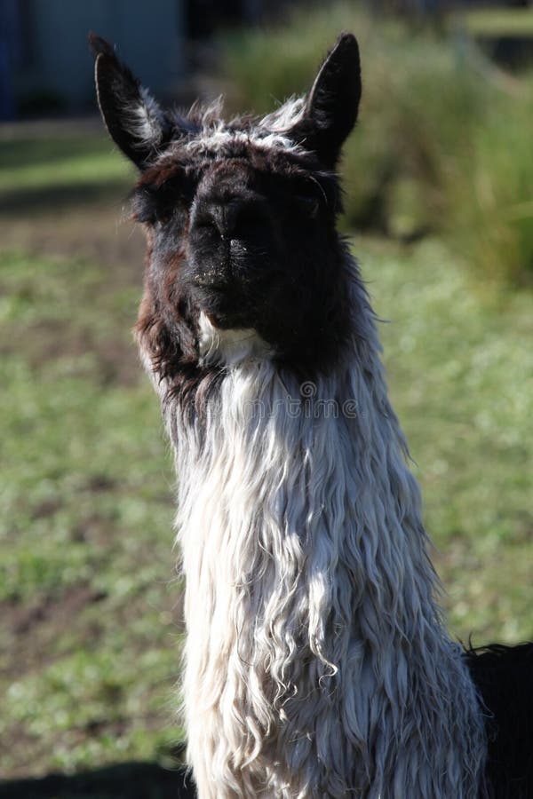 Llama Looking at the Viewer Stock Image - Image of creature, single ...