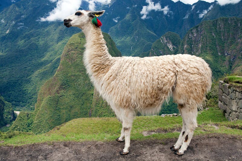 Llama Peru stock image. Image of white, llama, farm, family - 2970031