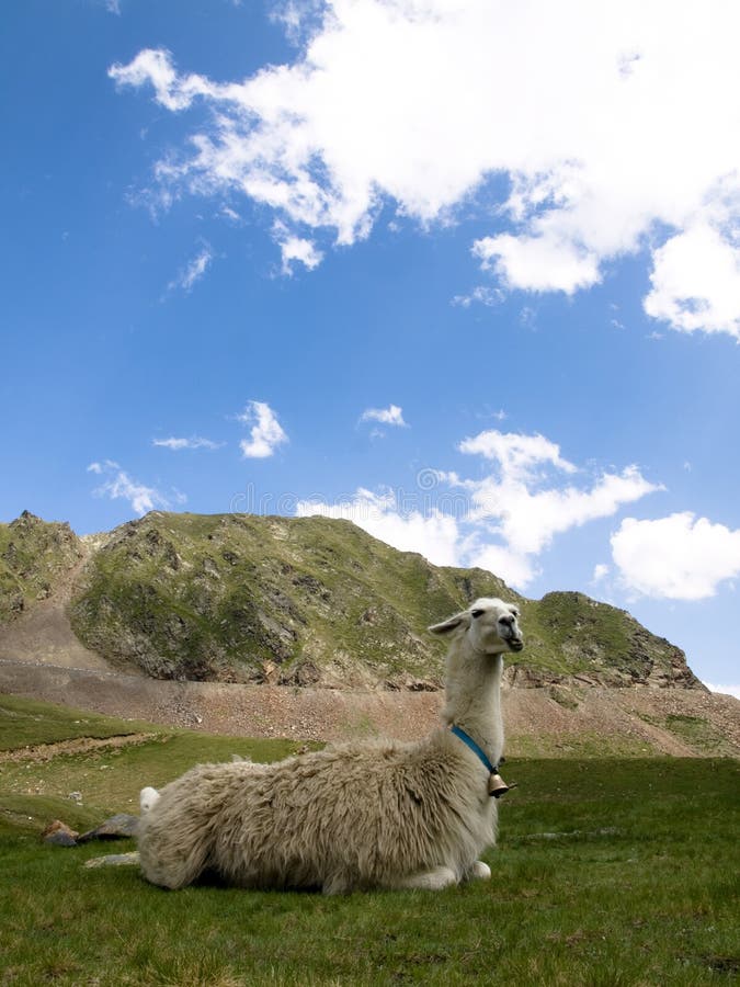 Llama lying down stock image. Image of america, nature - 6412481
