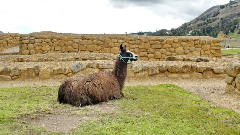 Llama Lying Down at Ingapirca Stock Image - Image of archeology, canar ...