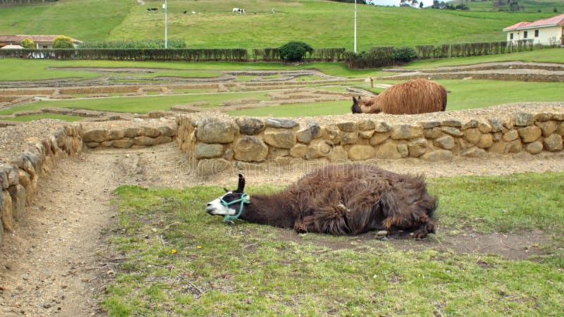 Llama Lying Down at Ingapirca Stock Image - Image of park, grass: 179200805