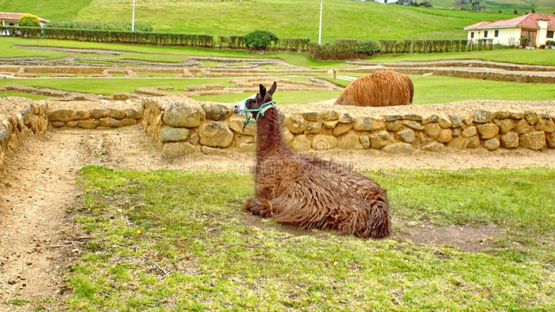 Llama Lying Down at Ingapirca Stock Photo - Image of stone, wall: 179201128