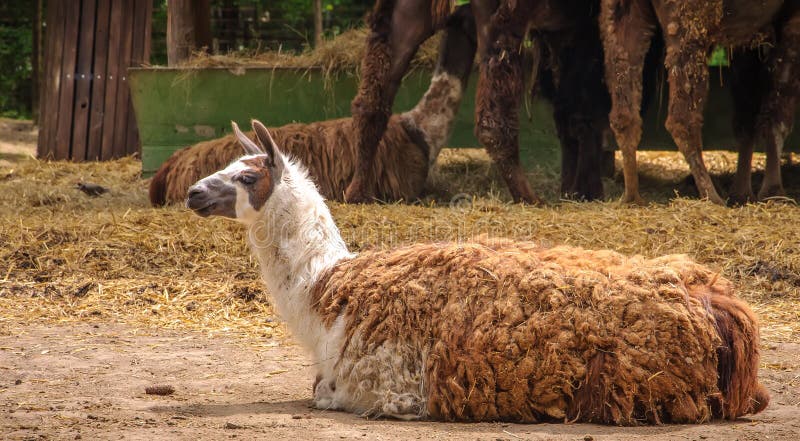 Llama stock image. Image of chile, head, farm, hair, lying - 49871633