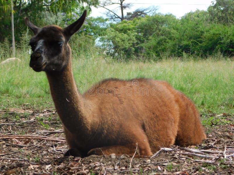Closeup of a Brown Llama, with a Black Face Lying Down Looking Straight ...