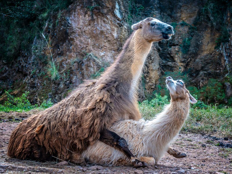 Llama Mating. Male Copulates with a Female Stock Photo - Image of rock ...