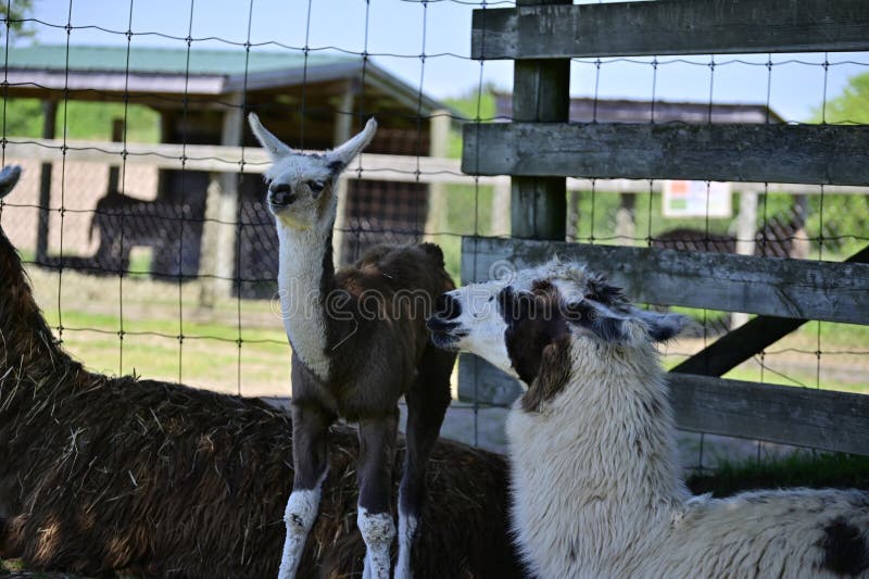 Llama Mother with Her Cria Baby Stock Image - Image of travel, lama ...