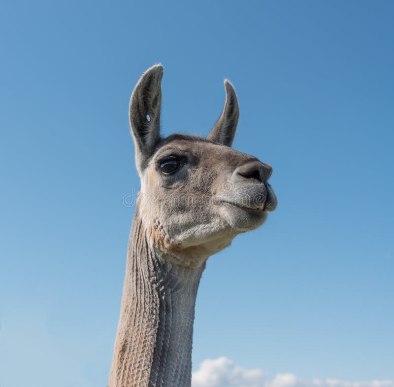 Llama Neck and Head stock image. Image of herbivore, ears - 96870571