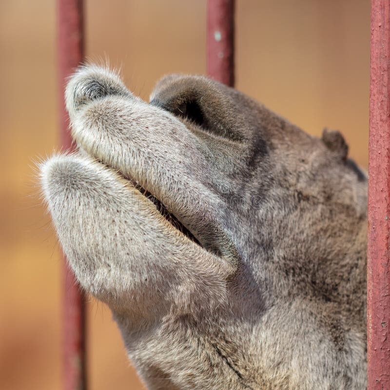 999 Llama Nose Stock Photos - Free & Royalty-Free Stock Photos from ...