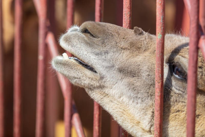 Llama Nose from the Cage in the Zoo Stock Image - Image of lama, head ...