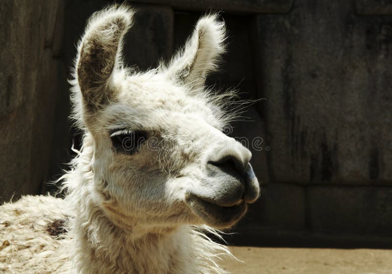 Llama peruana imagen de archivo. Imagen de aventura, edificio - 1667311