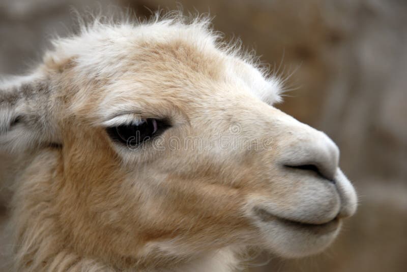 Llama peruana foto de archivo. Imagen de lanoso, exterior - 2694150