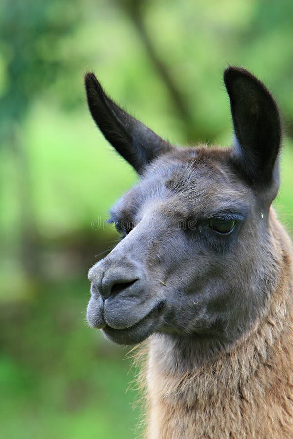 Llama peruana foto de archivo. Imagen de pelo, animal - 39006128