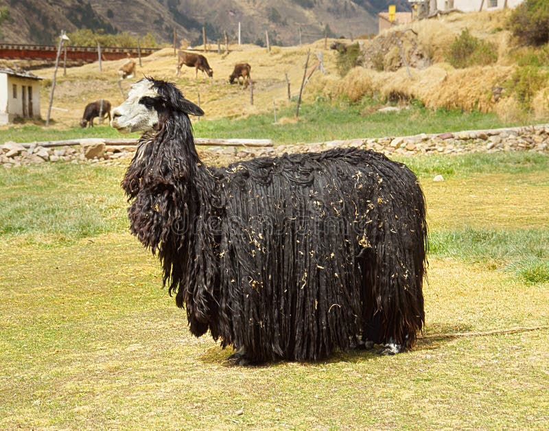 Llama peruana imagen de archivo. Imagen de granja, peruano - 44412251