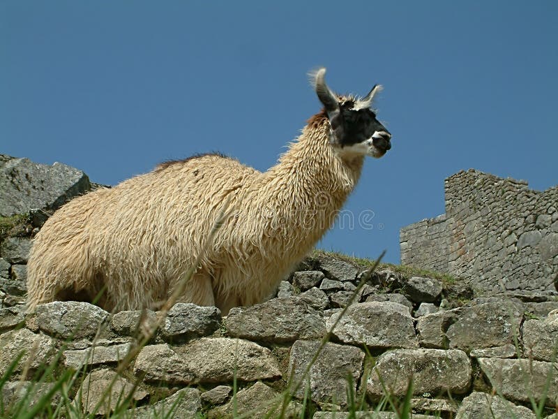 Llama peruana imagen de archivo. Imagen de ruinas, salvaje - 766435