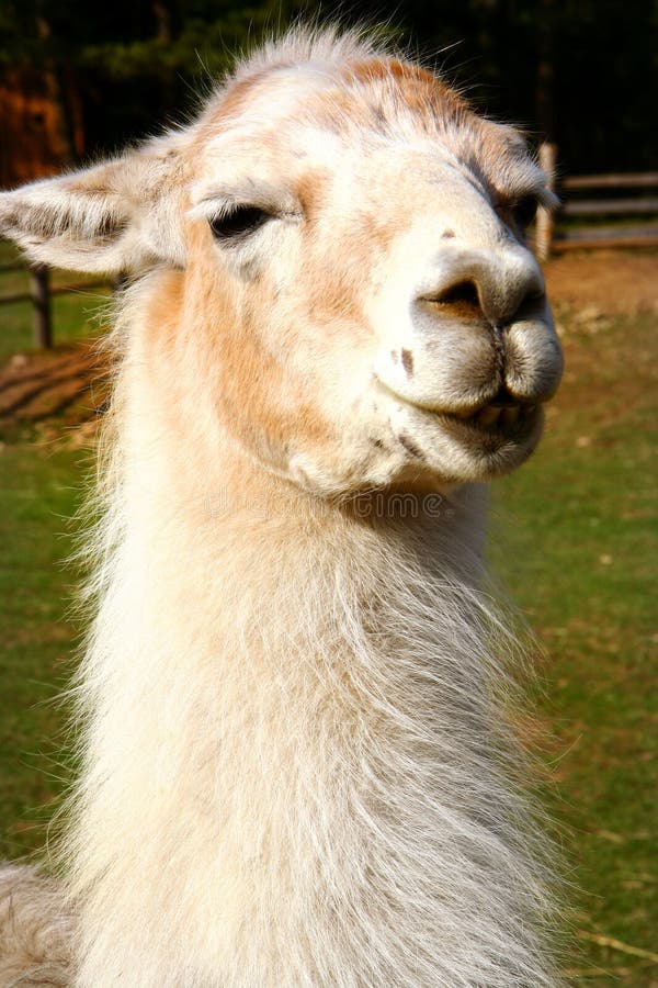 Dumb Animal. Cute Crazy Llama Pulling Face. Funny Meme Image. Stock ...