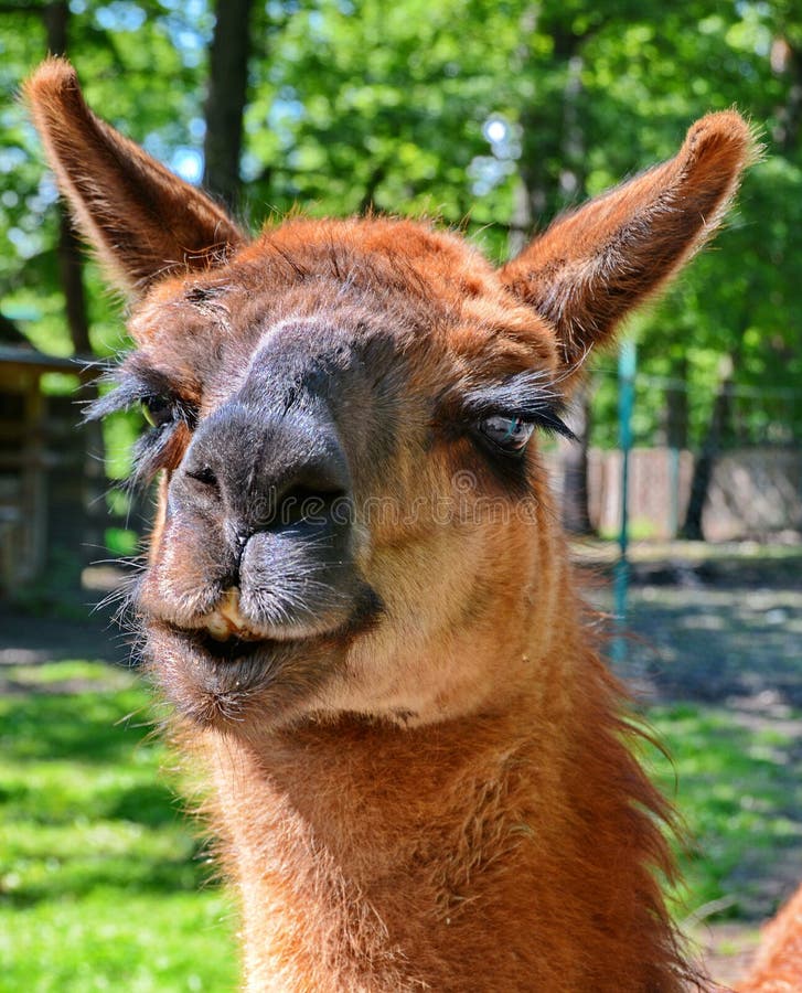 659 Smiling Llama Stock Photos - Free & Royalty-Free Stock Photos from ...