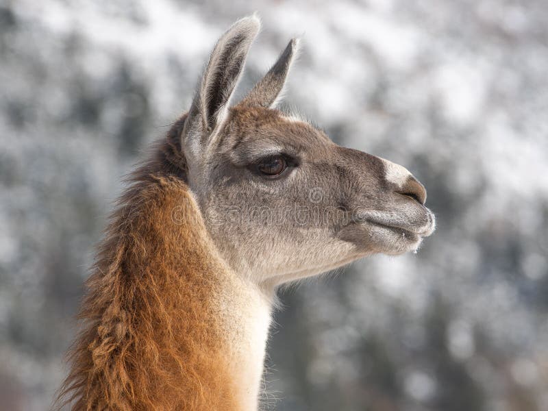 Llama Portrait, Machu Picchu, Peru Stock Image - Image of hiking, rock ...