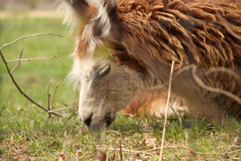 Hungry Llama Stock Photos - Free & Royalty-Free Stock Photos from ...