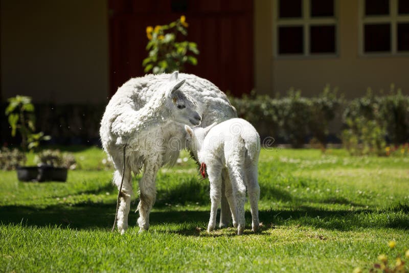 Perrito De Alimentación De La Llama Foto de archivo - Imagen de ...