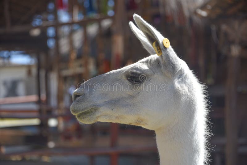 Llama at a Ranch in the Andes Mountains, Near Cusco, Peru Stock Image ...