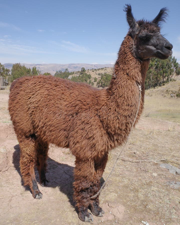 Llama at a Ranch in the Andes Mountains, Near Cusco, Peru Stock Photo ...