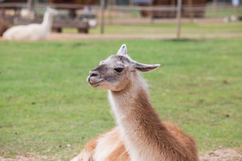 Llama Relax in Spring Sunny Day. Stock Image - Image of mnature, alpaca ...