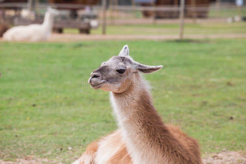 Llama Relax in Spring Sunny Day. Stock Image - Image of mnature, alpaca ...