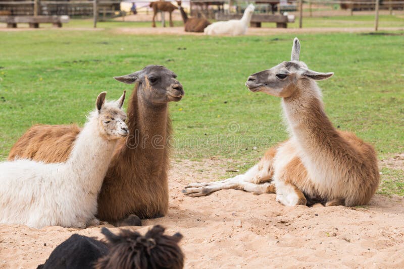 Llama Relax in Spring Sunny Day. Stock Image - Image of mnature, alpaca ...