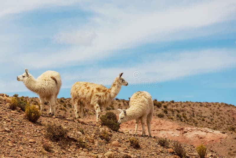 Llama stock photo. Image of alpaca, latin, exotic, natural - 64624262