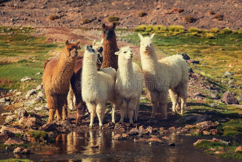Llama stock photo. Image of countryside, cusco, latin - 64624296