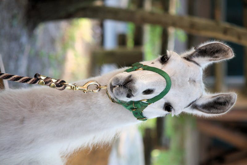 Llama Ride stock photo. Image of llama, hair, ride, wildlife - 7193574