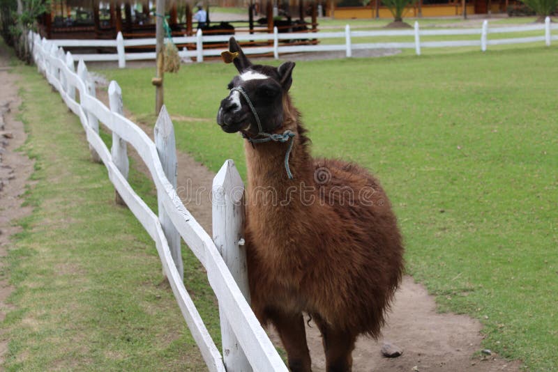 Llama Ruminant Mammal Lives Stock Photos - Free & Royalty-Free Stock ...