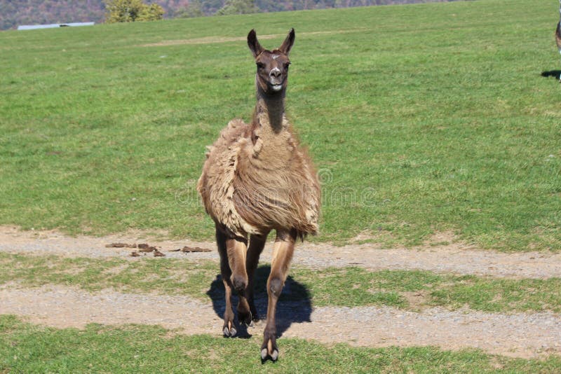 Llama running stock image. Image of trotting, running - 61864485