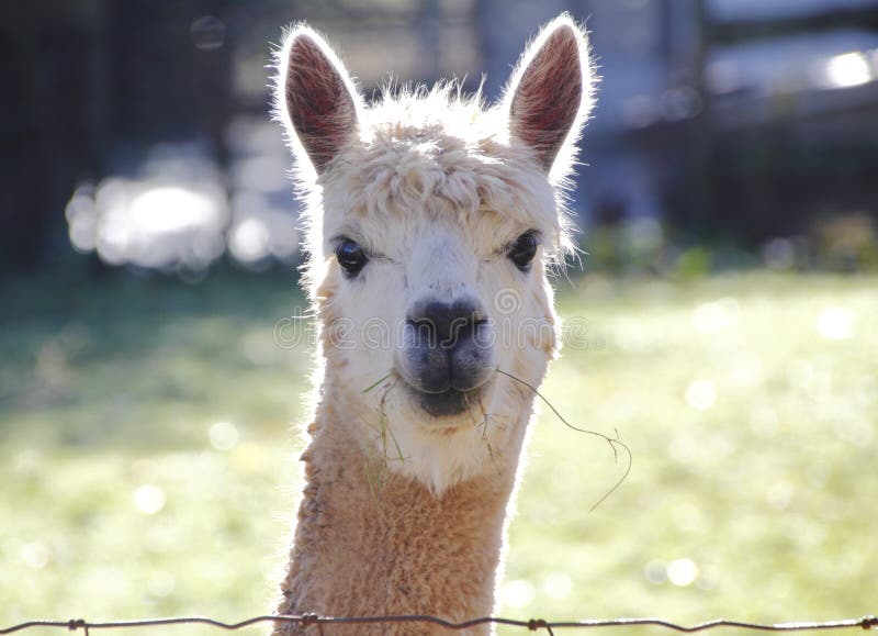 LLama s Face Frontal View stock image. Image of white - 46703319