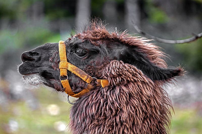Llama`s head 2 stock photo. Image of fauna, pasture - 191537924