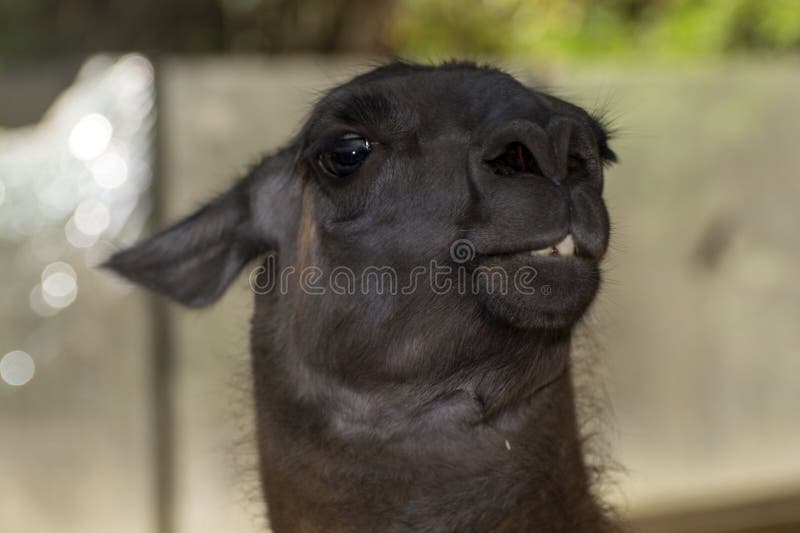 The Llama S Piercing Gaze. Llama S Head Stock Photo - Image of nature ...