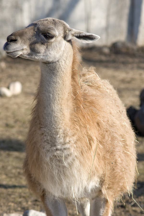 919 Smiling Llama Stock Photos - Free & Royalty-Free Stock Photos from ...