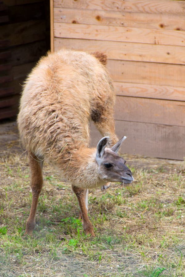 Llama, scratching itself stock image. Image of back - 147137715