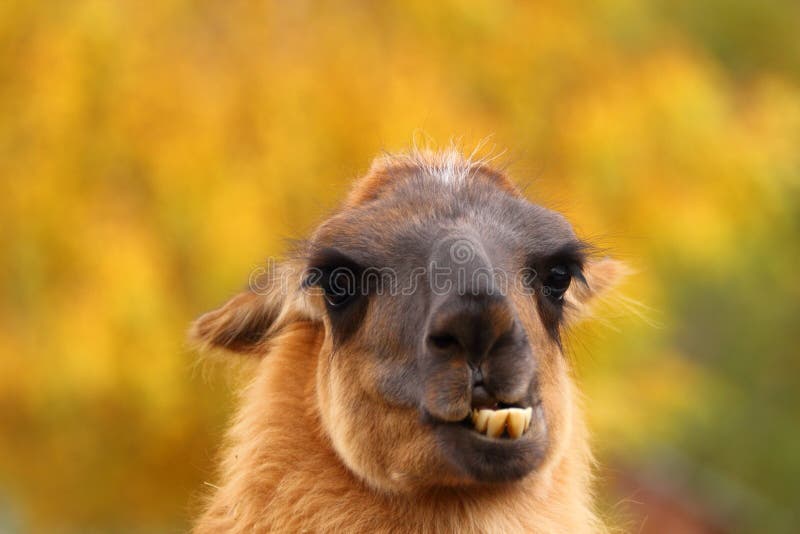 Angry Llama Showing Teeth, Aggressive Alpaca, Evil with Ears Back ...