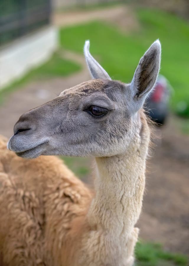 Red llama close up stock photo. Image of lama, inhabitant - 186882586