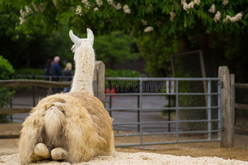 Llama sitting down stock image. Image of animal, city - 92733757