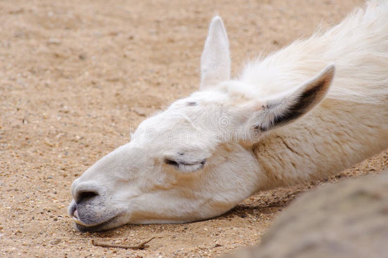 Sleeping Lama At The San Cristobal Church, Cusco, Peru Stock Photo ...