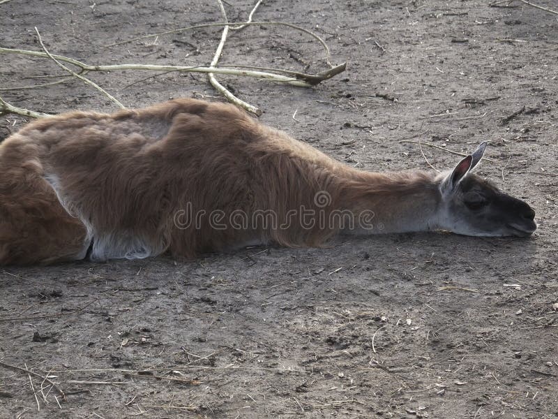 Llama sleeping stock photo. Image of soft, fuzzy, llamas - 49668790