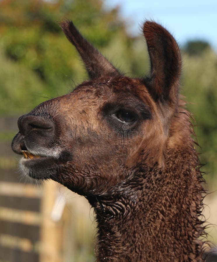 Llama Smile stock photo. Image of farming, head, smile - 28613246