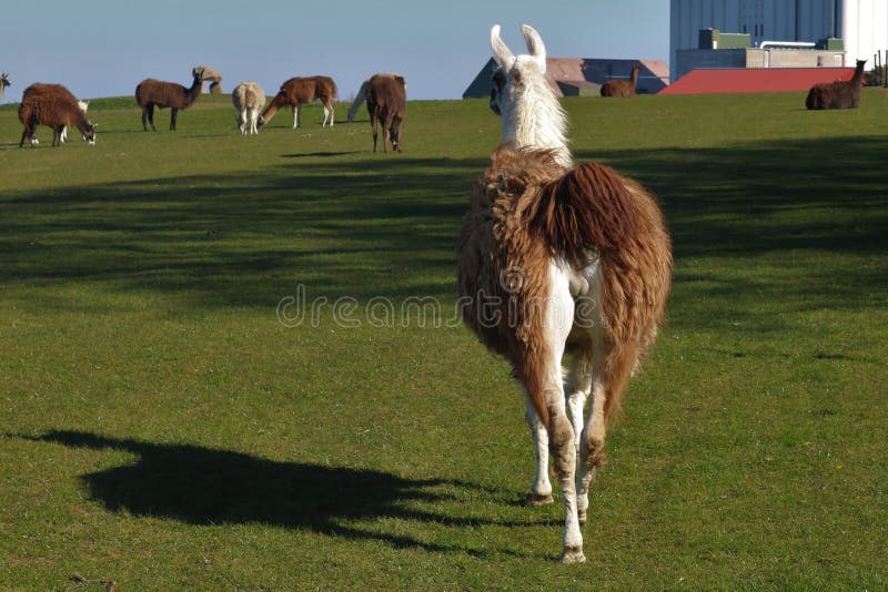 Beautiful Llama in a Field in Summer. Stock Image - Image of standing ...