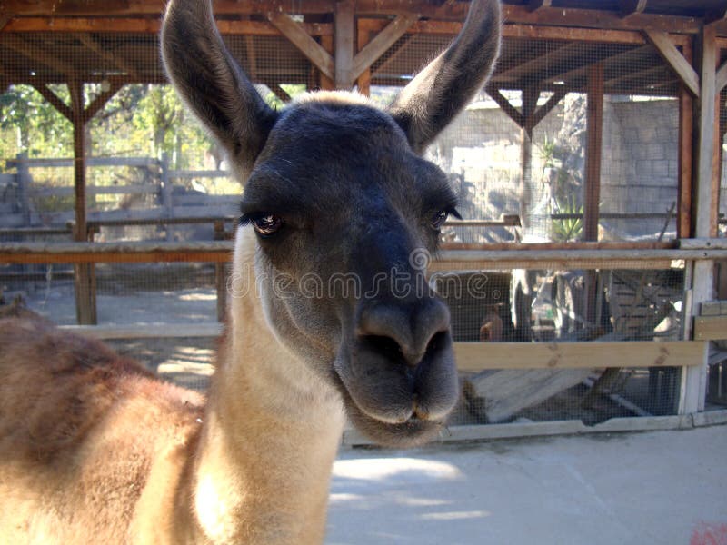 Sad Llama stock image. Image of lonely, animal, lonesome - 35272917