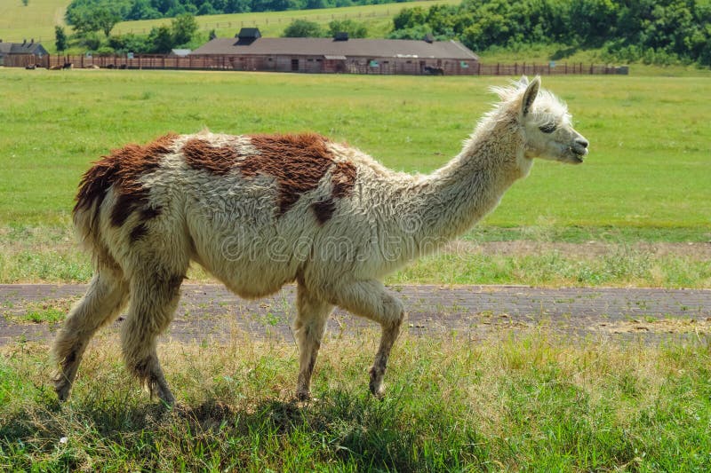 Llama Walks in a Paddock on a Farm Stock Image - Image of park, walking ...