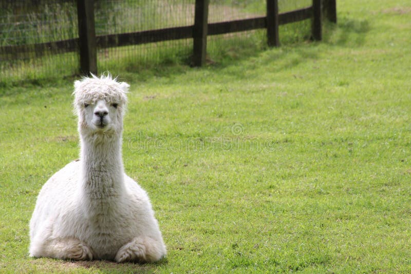 Sad Llama stock image. Image of lonely, animal, lonesome - 35272917