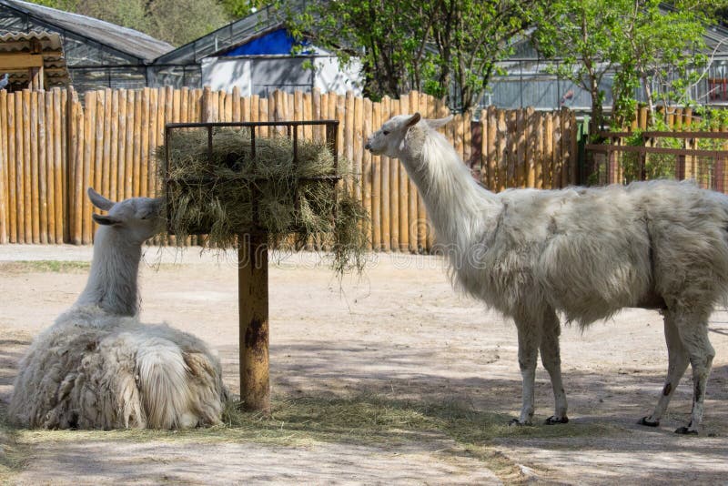 Llama with open mouth stock image. Image of breeding, llama - 8703931